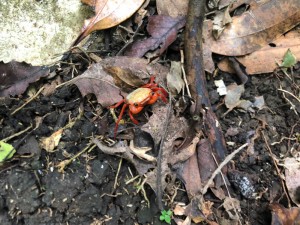 Hiking matters #593: Mt. Agua Colonia and Bato Dungok in Alimodian ...